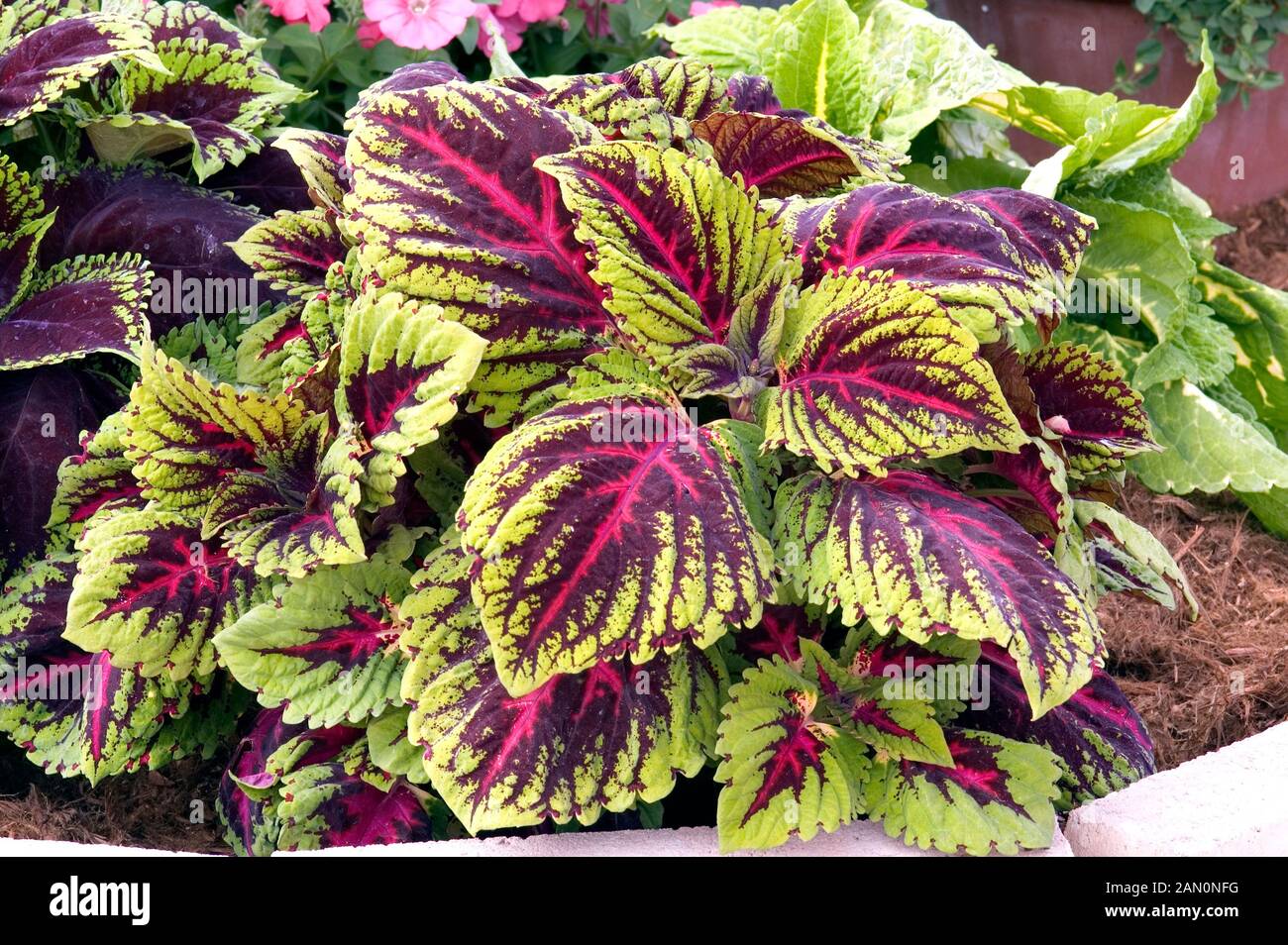 Coleus kong rose Banque de photographies et d’images à haute résolution ...