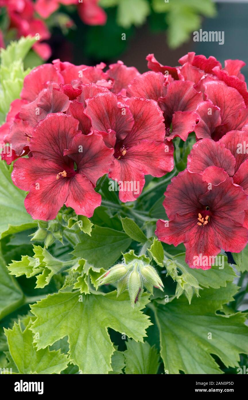 Regal pelargonium Banque de photographies et d’images à haute ...