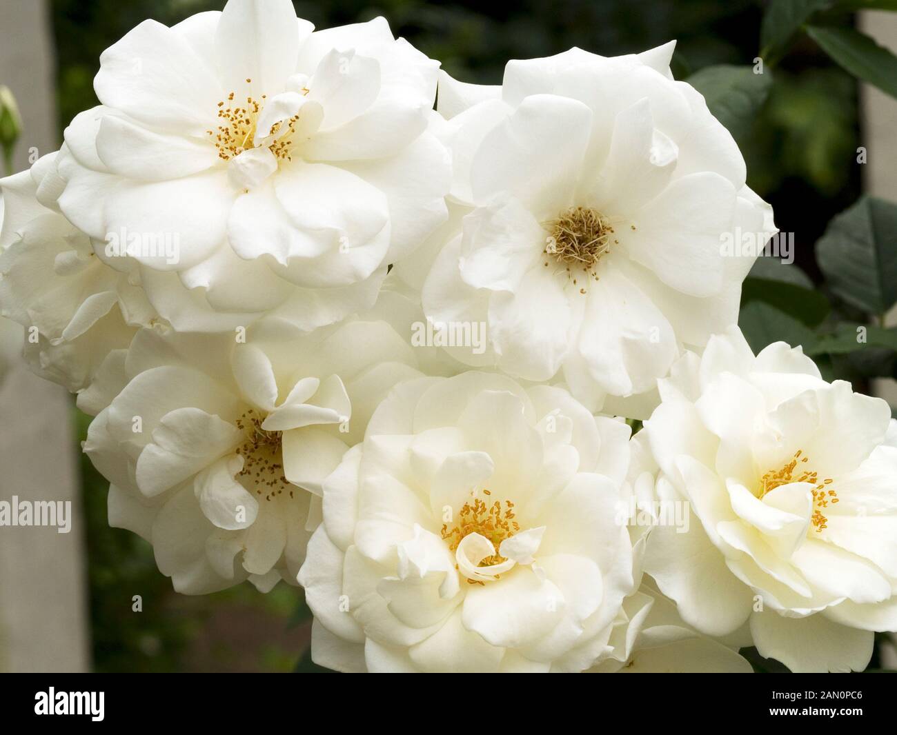 Rosa iceberg Banque de photographies et d’images à haute résolution - Alamy