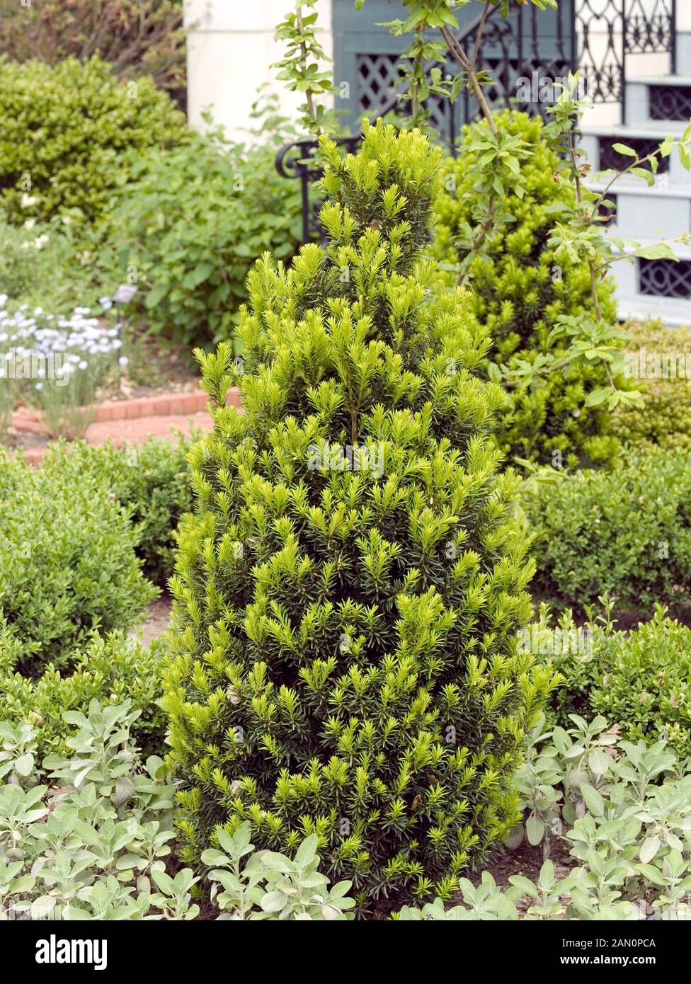 Taxus media hicksii Banque de photographies et d’images à haute ...