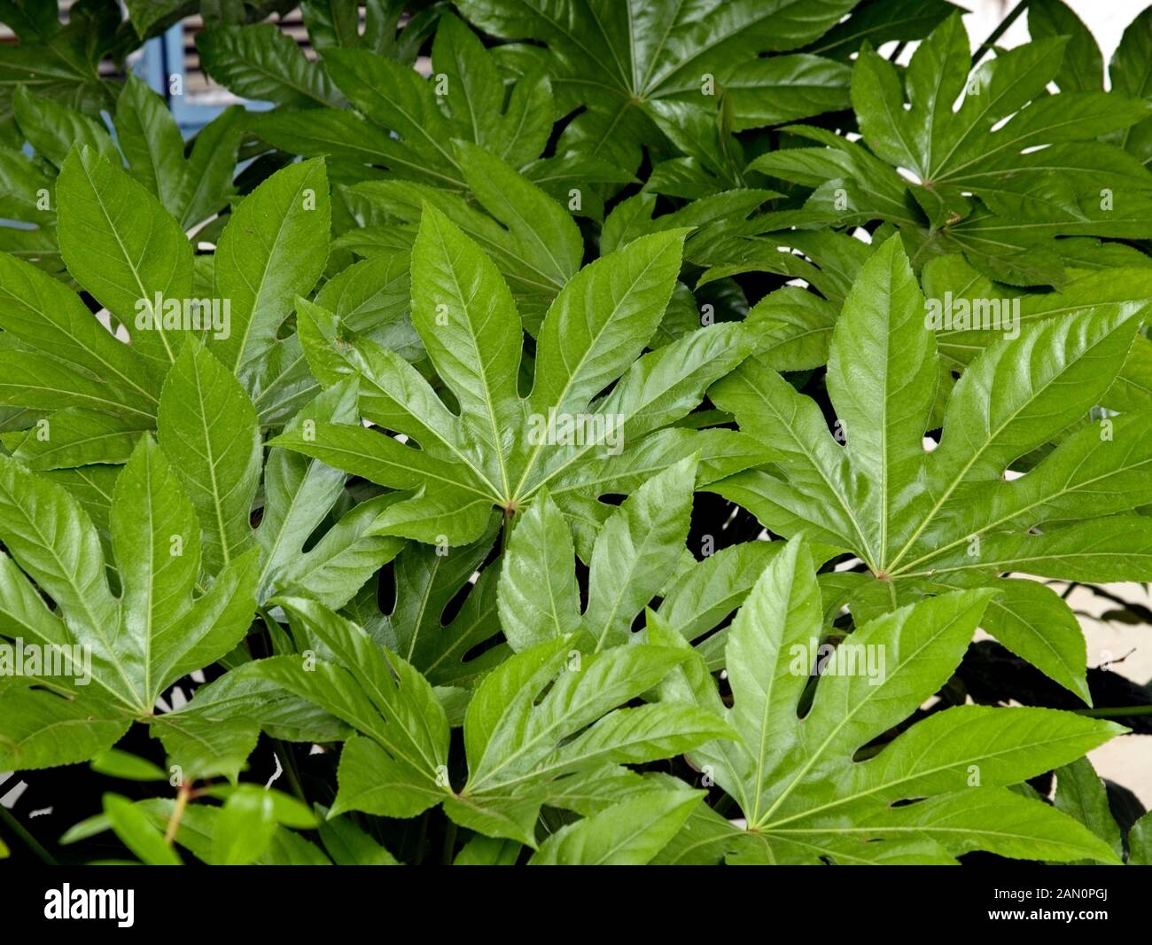 Fatsia japonica Banque de photographies et d’images à haute résolution ...