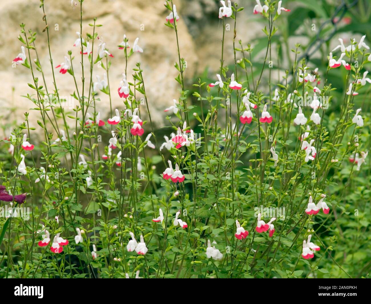 Salvia greggii Banque de photographies et d’images à haute résolution ...