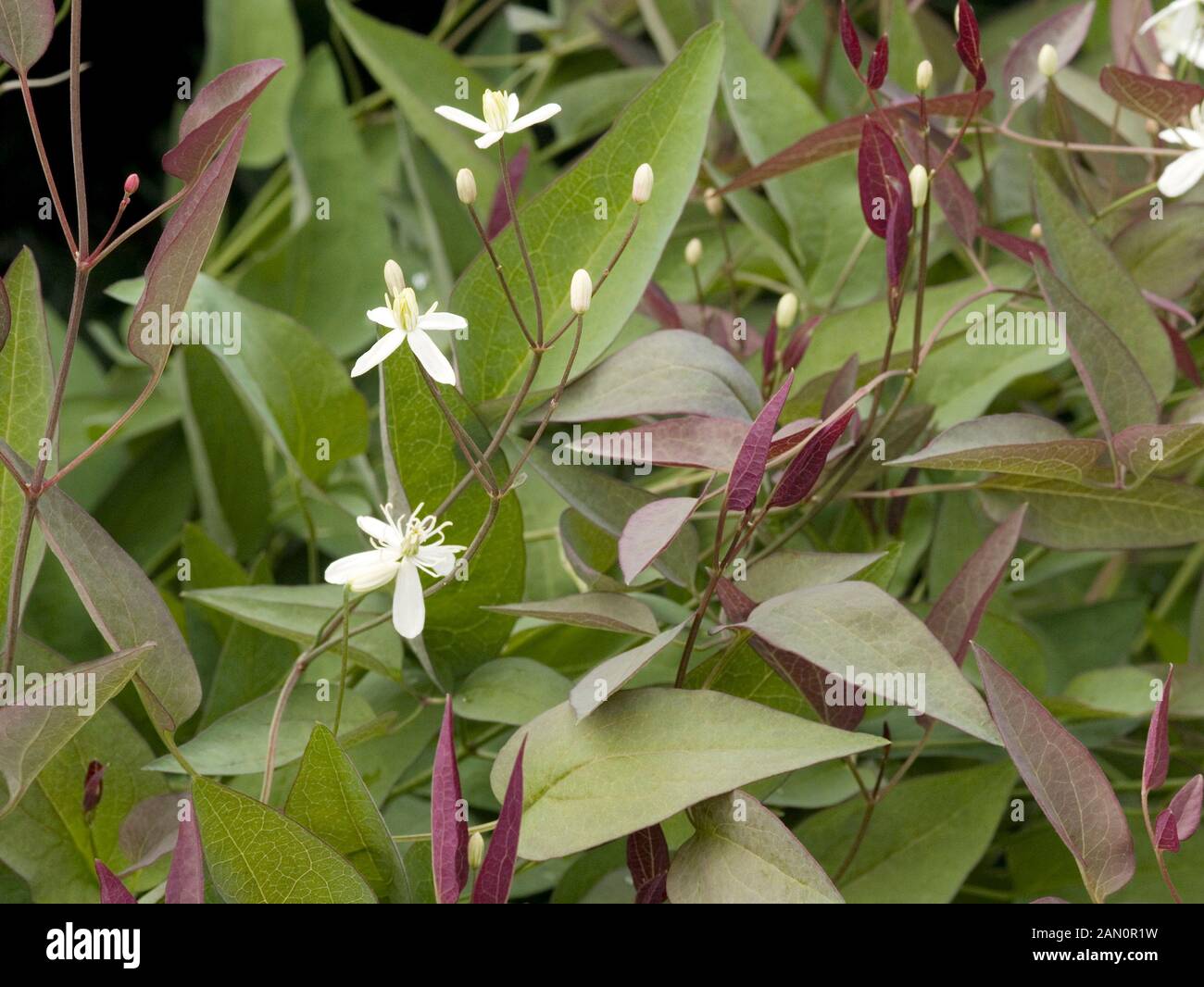Clematis recta purpurea Banque de photographies et d’images à haute ...