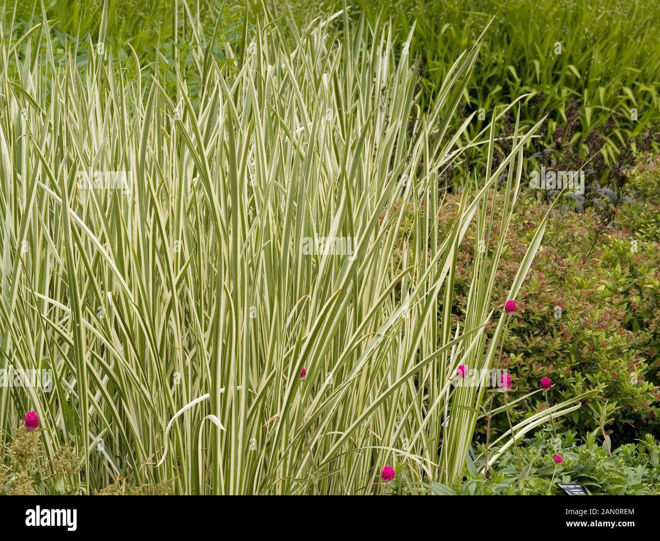 Acorus variegata Banque de photographies et d’images à haute résolution ...