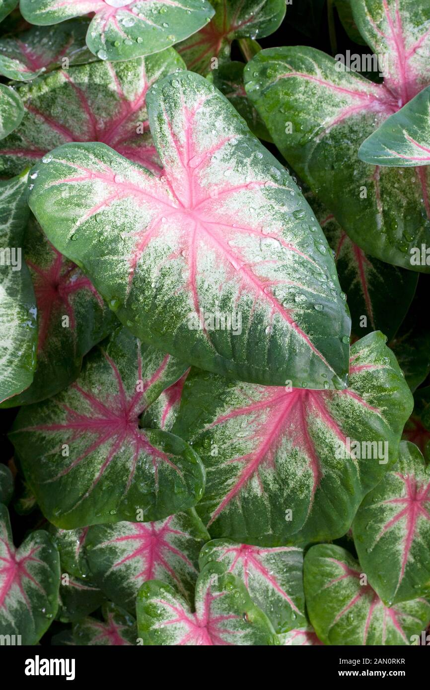 Caladium rosebud Banque de photographies et d’images à haute résolution ...
