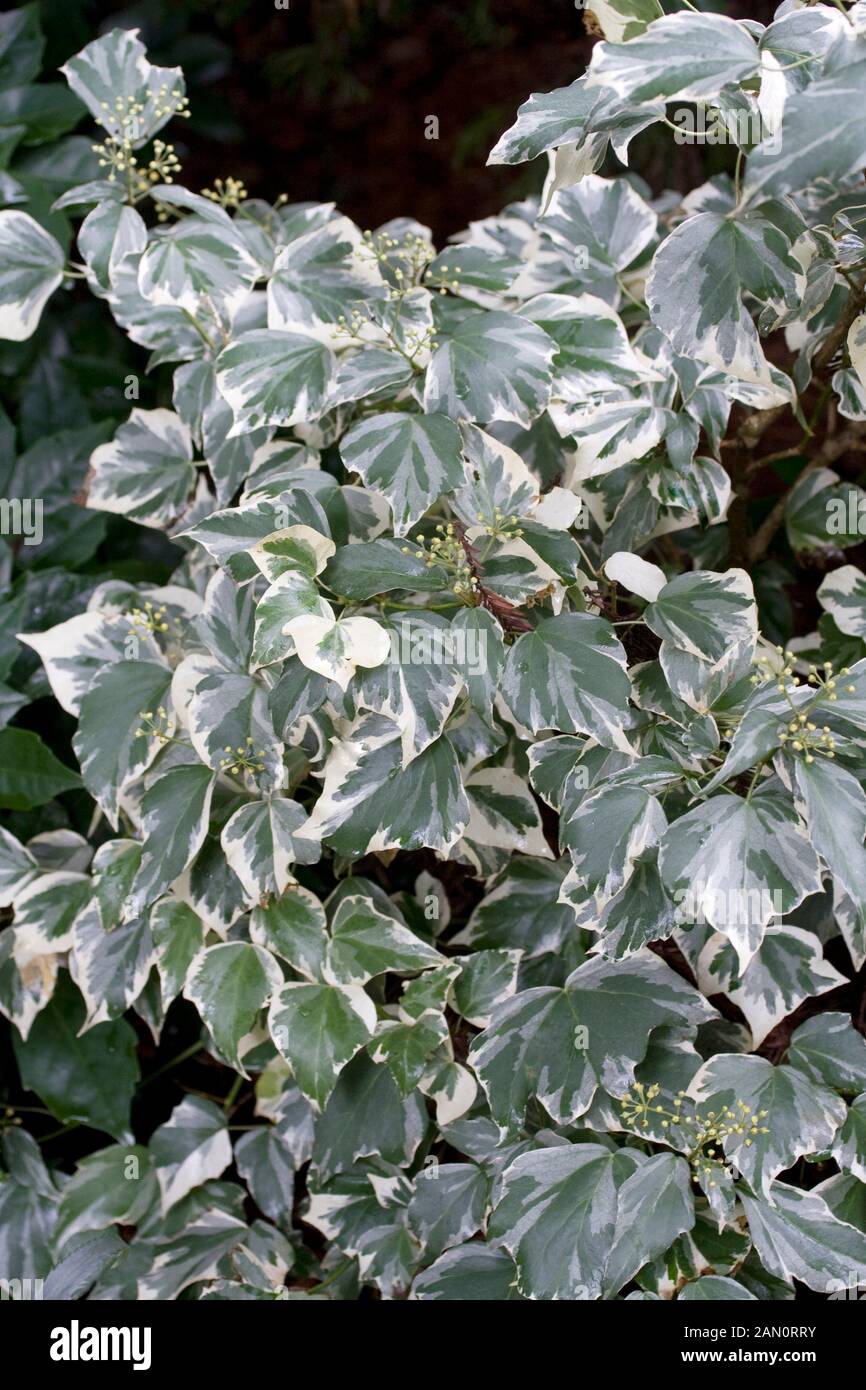 Hedera helix glacier Banque de photographies et d’images à haute ...