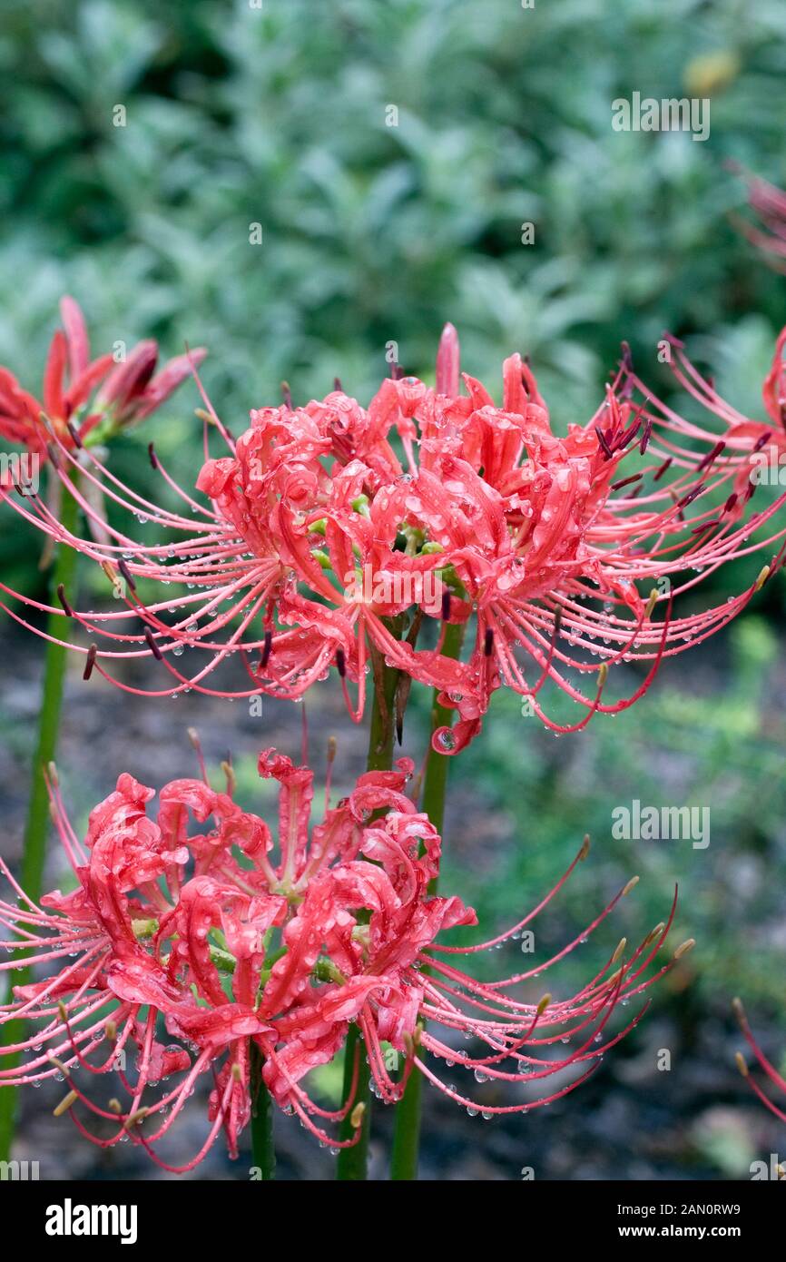 Lycoris radiata red spider lily Banque de photographies et d’images à ...