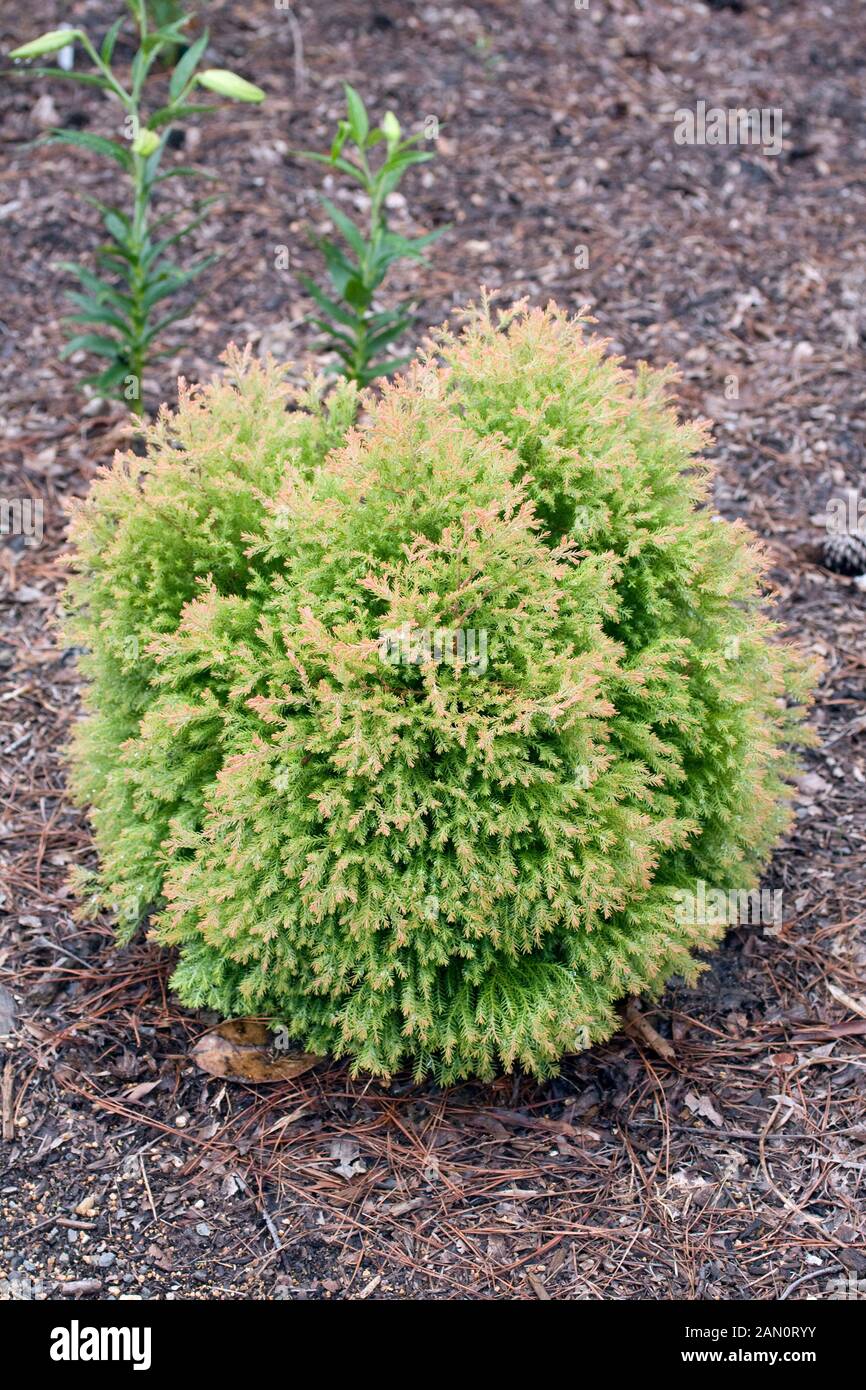 Fire chief Banque de photographies et d’images à haute résolution - Alamy
