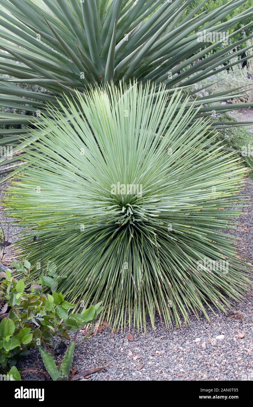 Yucca linearifolia Banque de photographies et d’images à haute ...