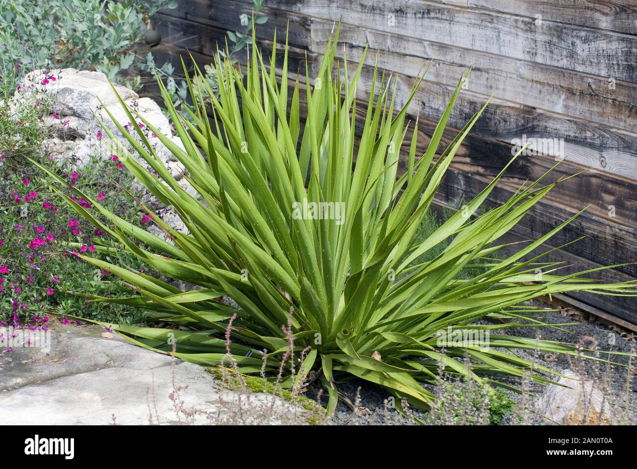 Yucca rupicola Banque de photographies et d’images à haute résolution ...