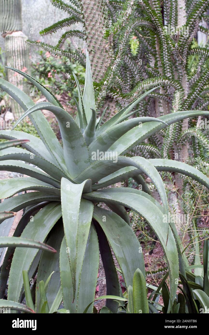 Cap aloe aloe ferox Banque de photographies et d’images à haute ...