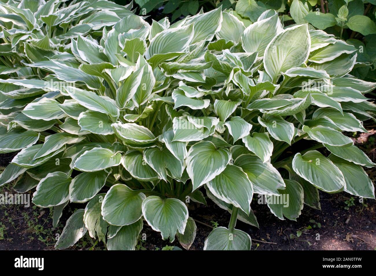 Hosta undulata variegata Banque de photographies et d’images à haute ...