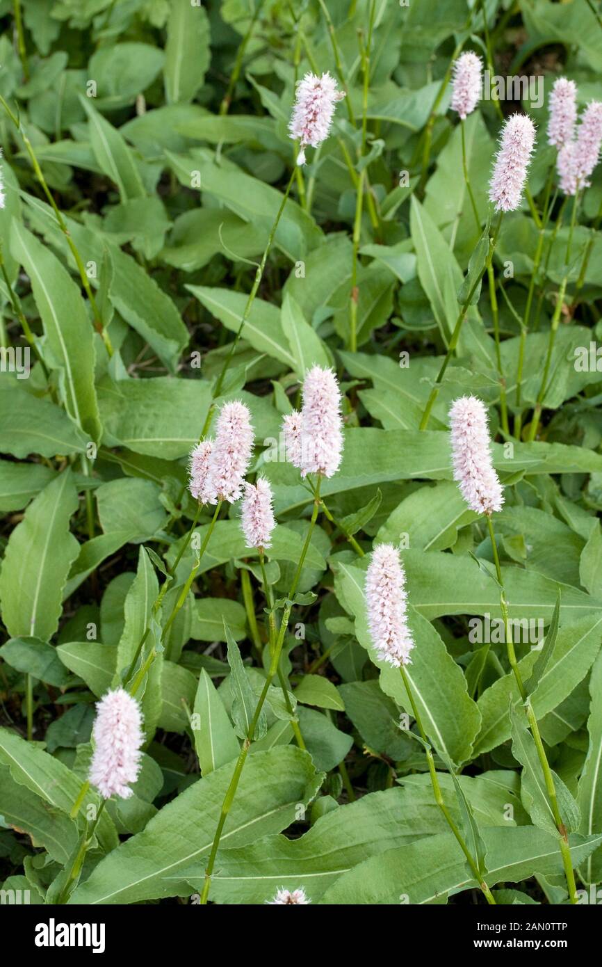 Polygonum bistorta superbum Banque de photographies et d’images à haute ...
