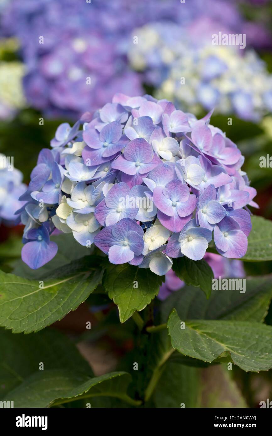 Hydrangea macrophylla blue Banque de photographies et d’images à haute ...