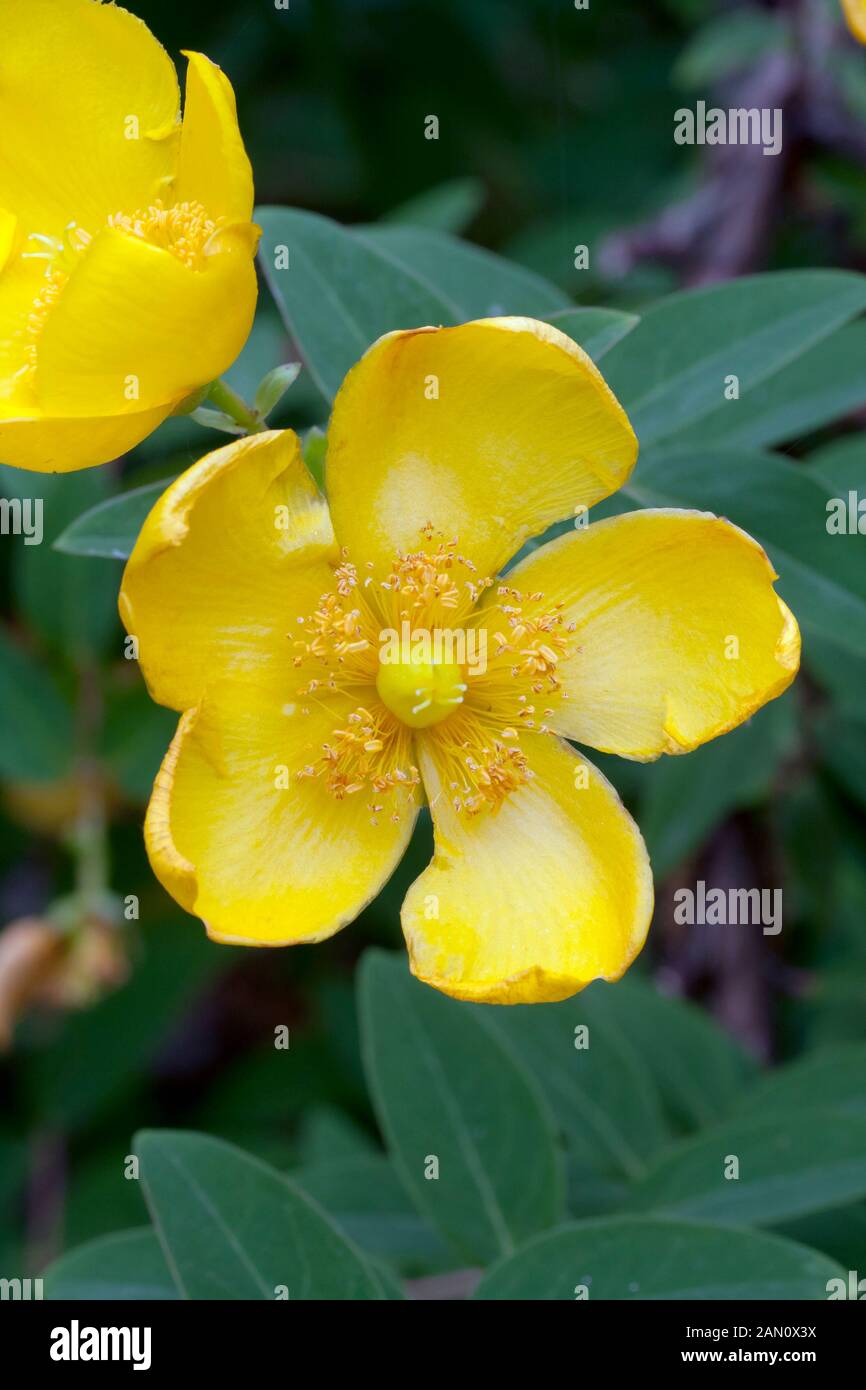 Hypericum patulum hidcote Banque de photographies et d’images à haute ...