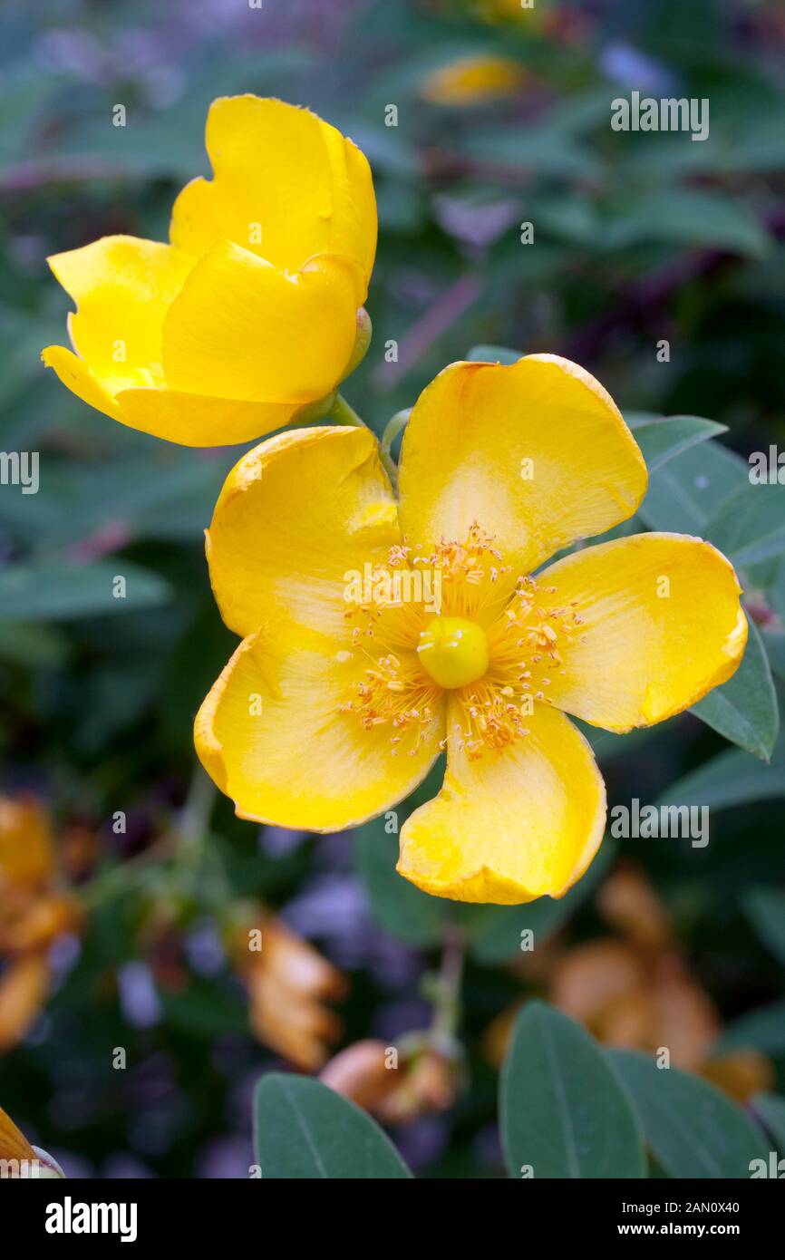Hypericum patulum hidcote Banque de photographies et d’images à haute ...