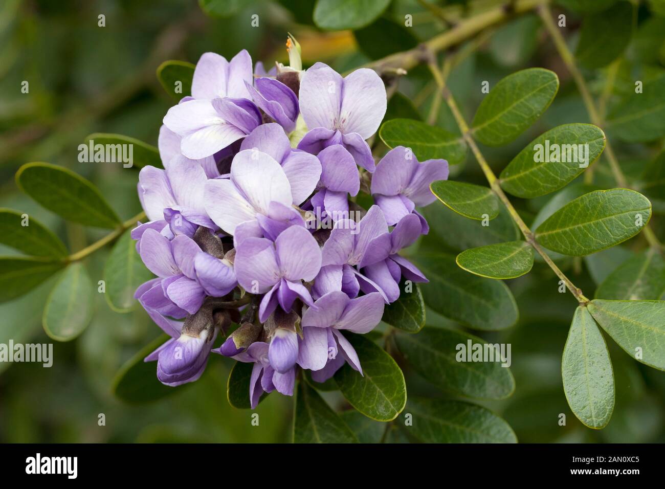 Sophora secundiflora Banque de photographies et d’images à haute ...