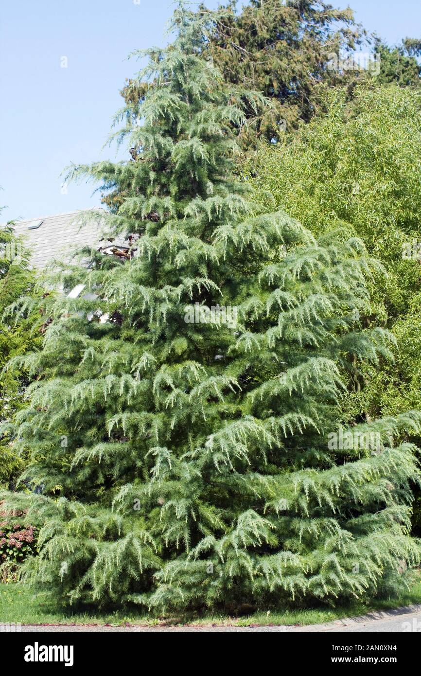 Cedrus deodara conifer Banque de photographies et d’images à haute ...