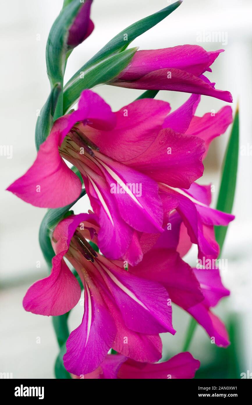 Sparaxis grandiflora Banque de photographies et d’images à haute ...