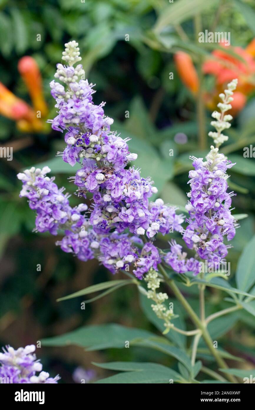 Vitex agnus castus Banque de photographies et d’images à haute ...