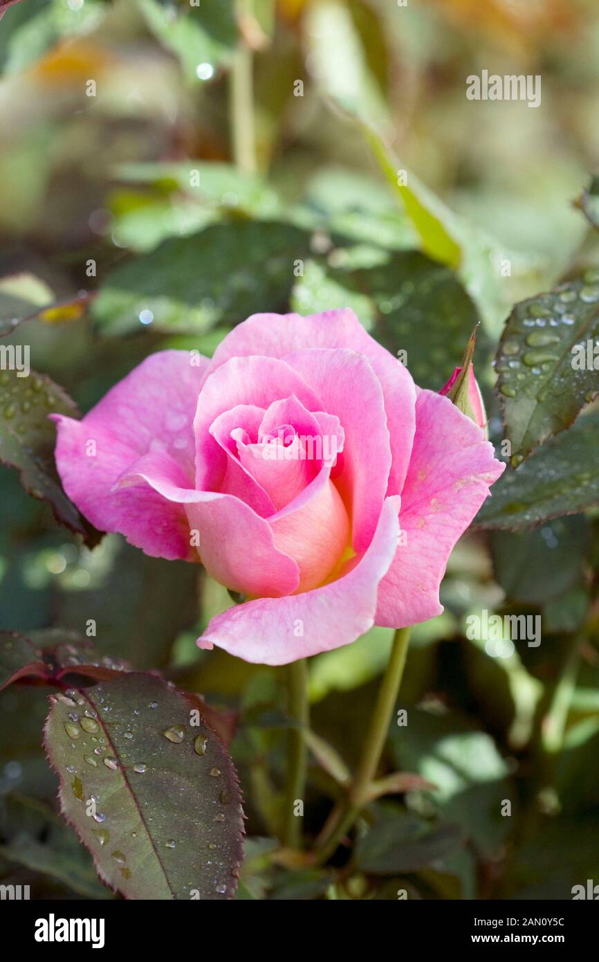 Tiffany rose Banque de photographies et d’images à haute résolution - Alamy