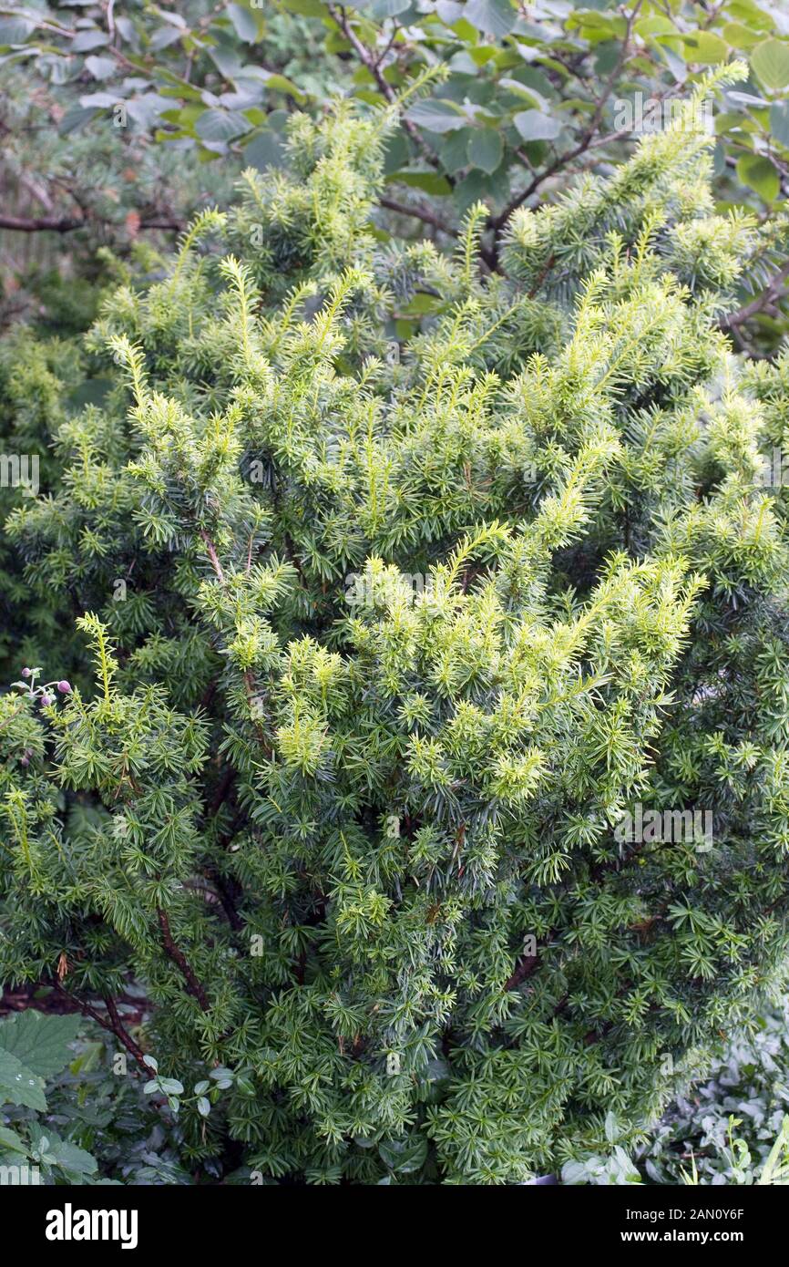 Yew taxus cuspidata Banque de photographies et d’images à haute ...