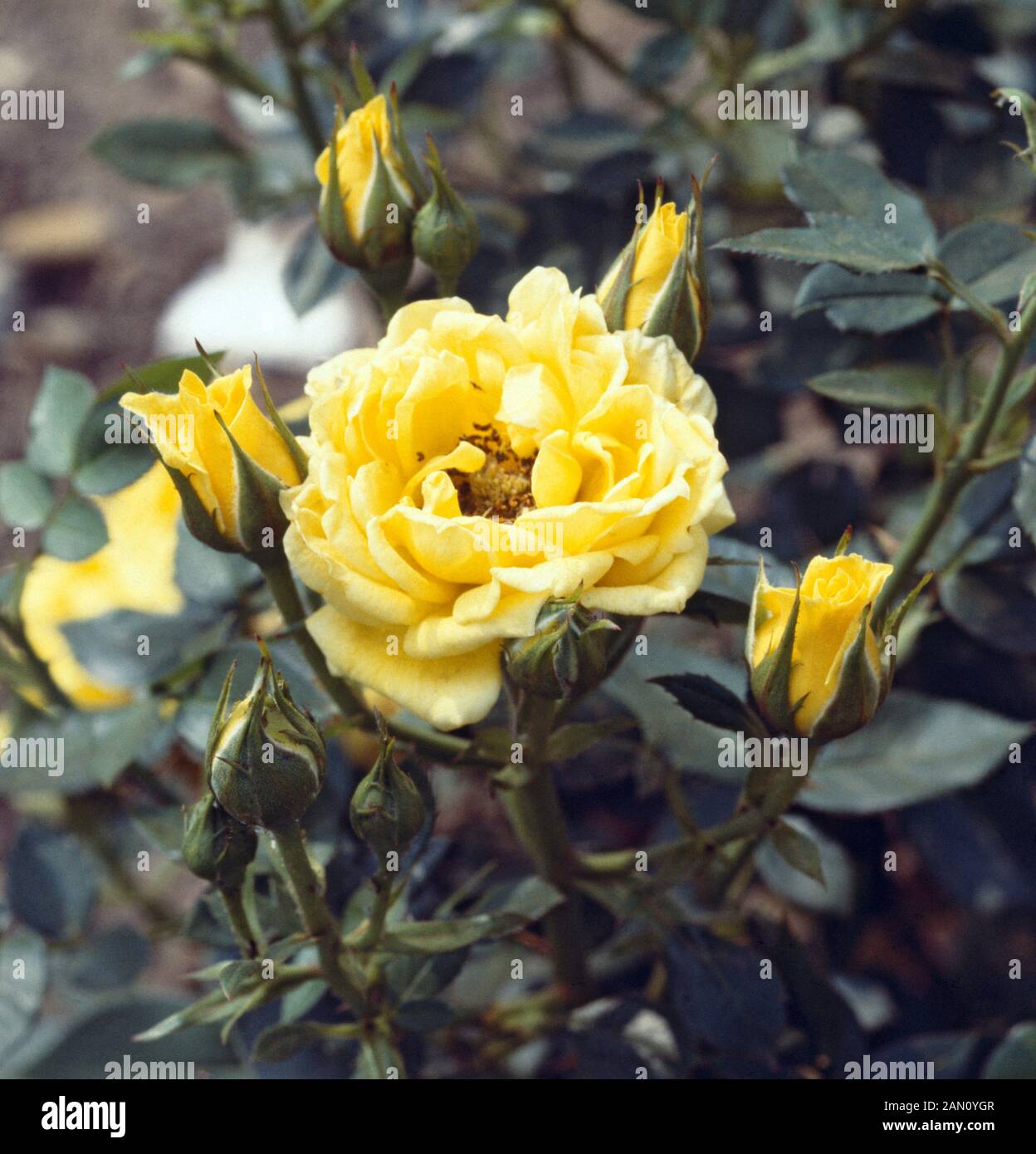 Benson hedges Banque de photographies et d’images à haute résolution ...