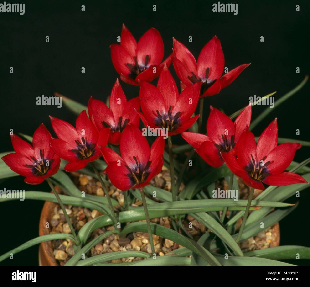 Tulipa humilis Banque de photographies et d’images à haute résolution ...