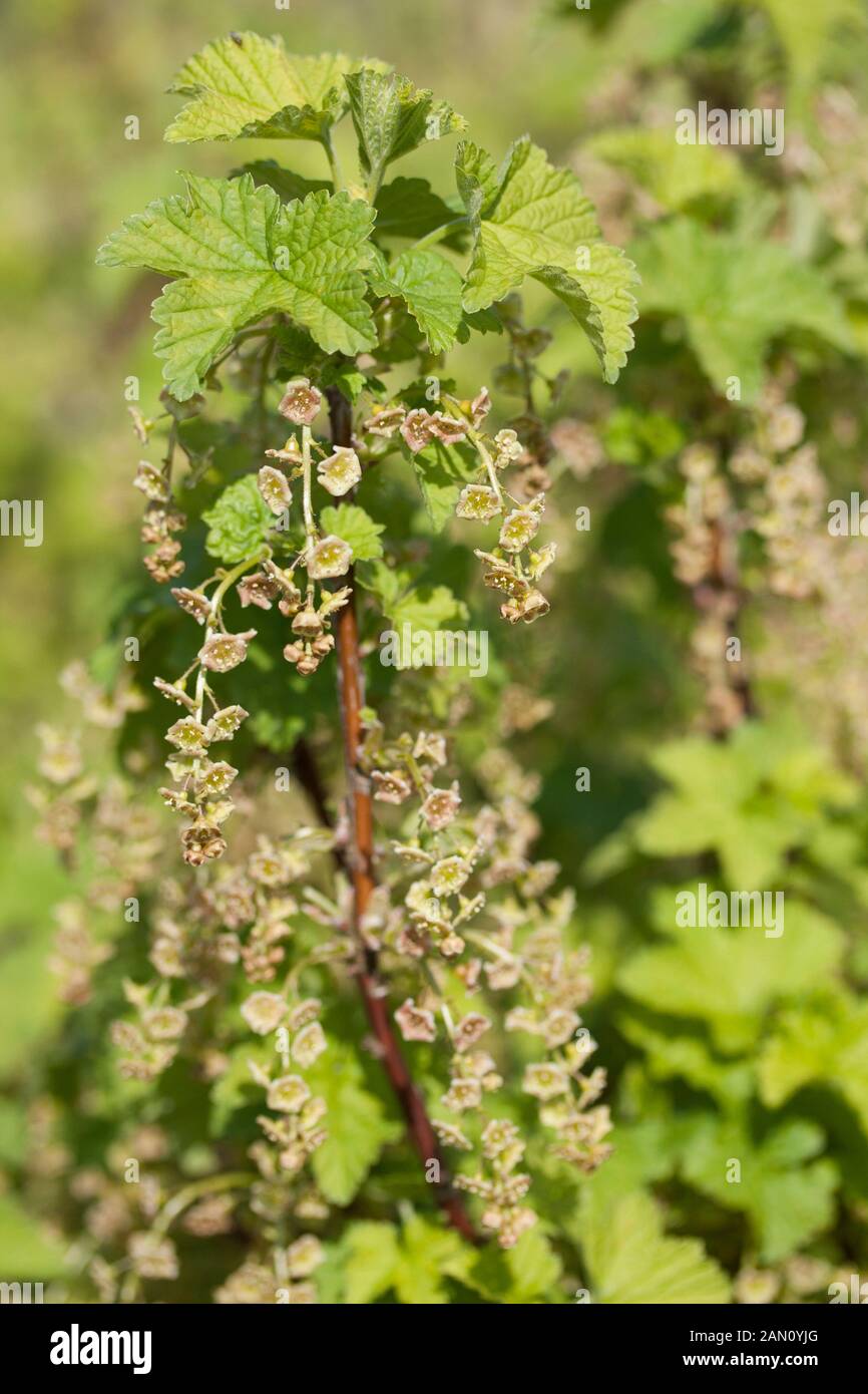 Fleurs de cassis Banque de photographies et d’images à haute résolution ...