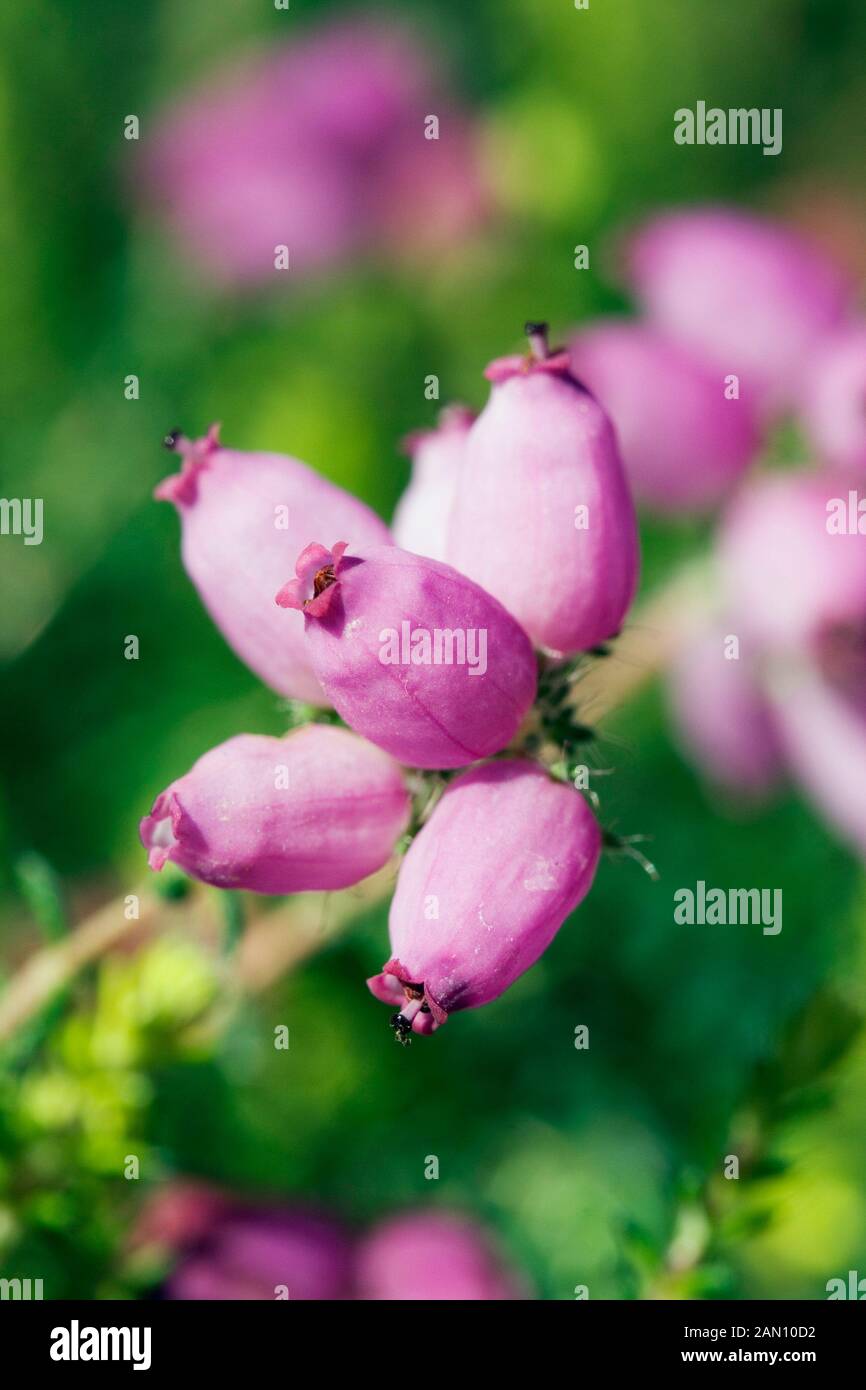 Erica sp Banque de photographies et d’images à haute résolution - Alamy