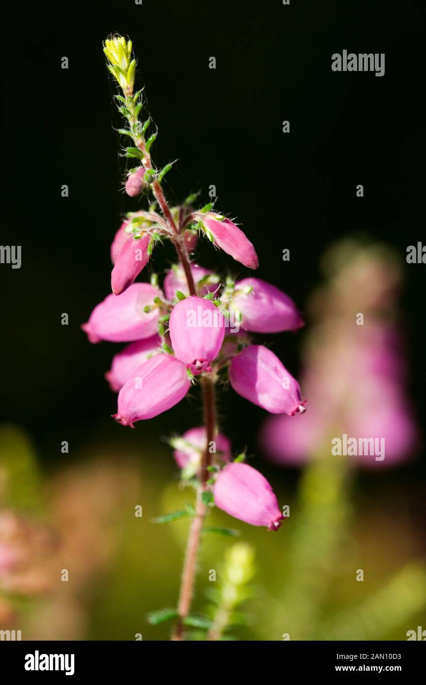 Erica sp Banque de photographies et d’images à haute résolution - Alamy