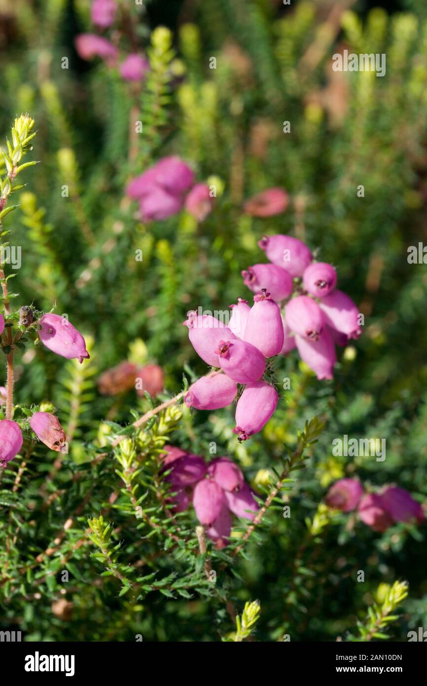 Erica sp Banque de photographies et d’images à haute résolution - Alamy