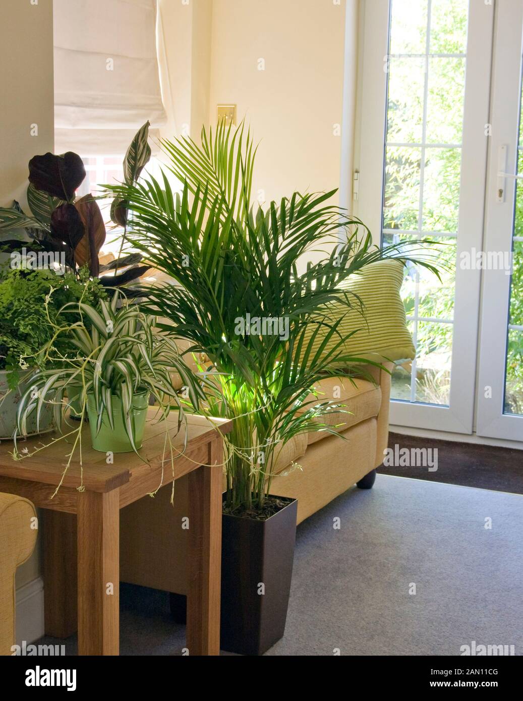 Ficus benjamina variegata Banque de photographies et d’images à haute ...