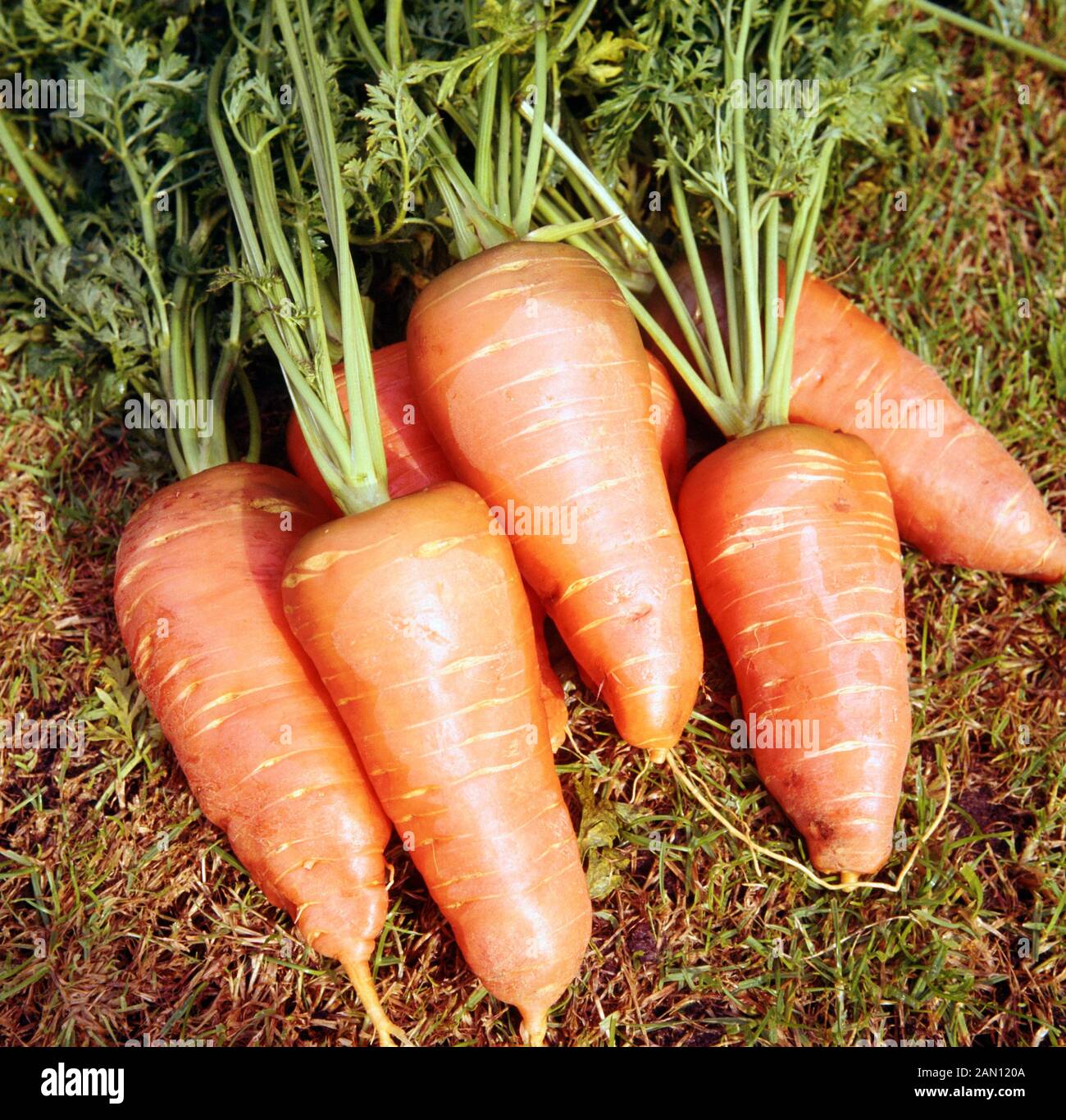 Carrot daucus carota subsp sativus Banque de photographies et d’images ...