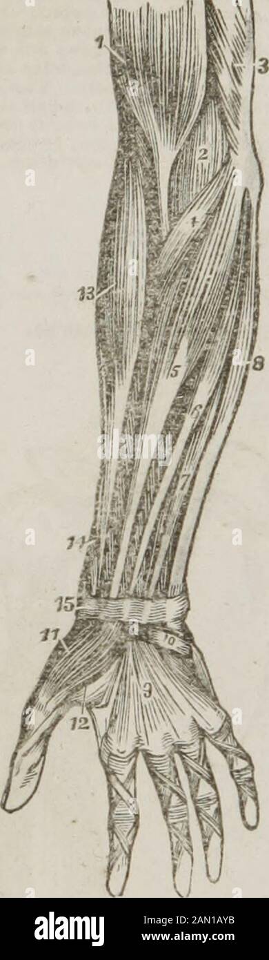 Anatomie et physiologie : conçu pour les académies et les familles . Fig.