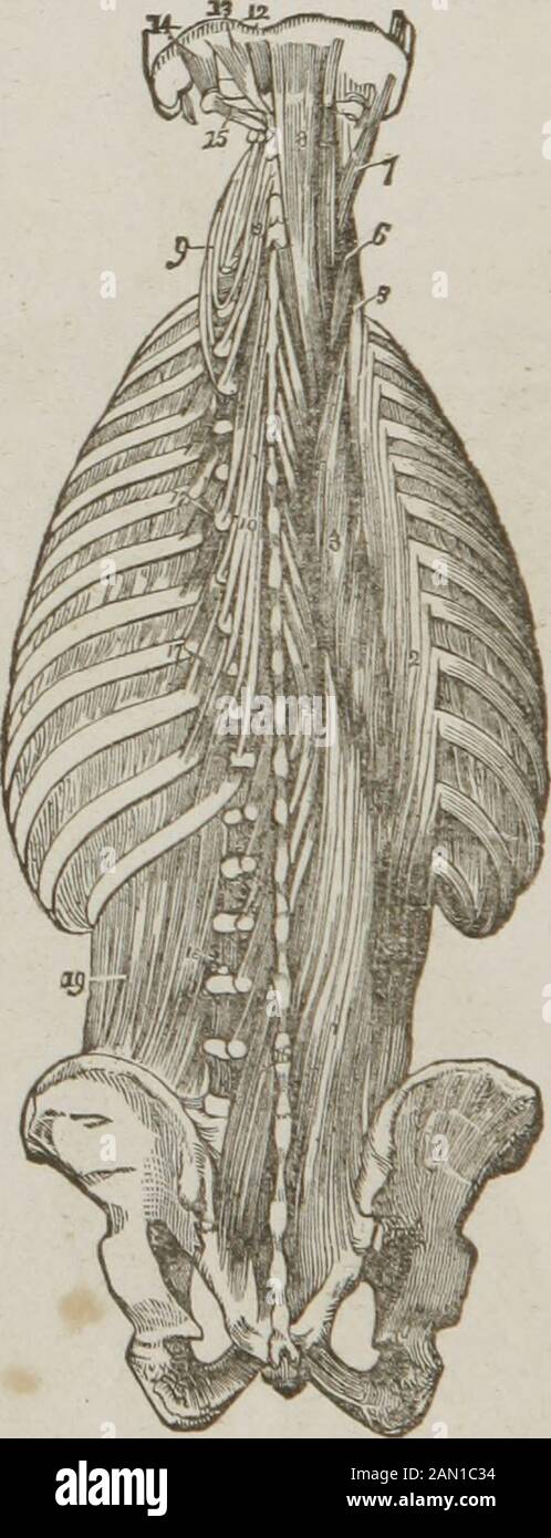 Anatomie et physiologie : conçu pour les académies et les familles ...
