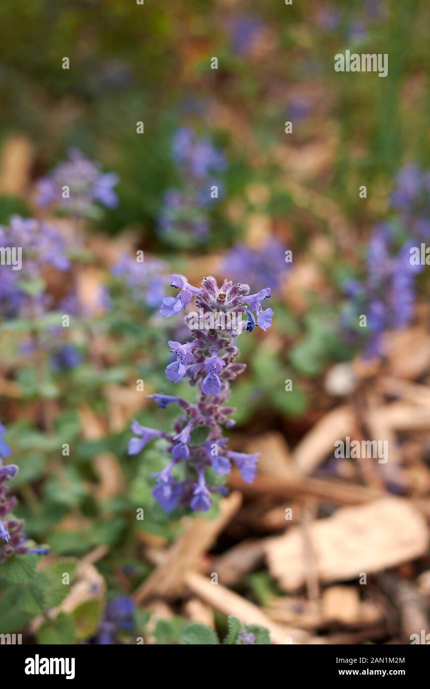 Catmint nepeta cataria plant Banque de photographies et d’images à ...