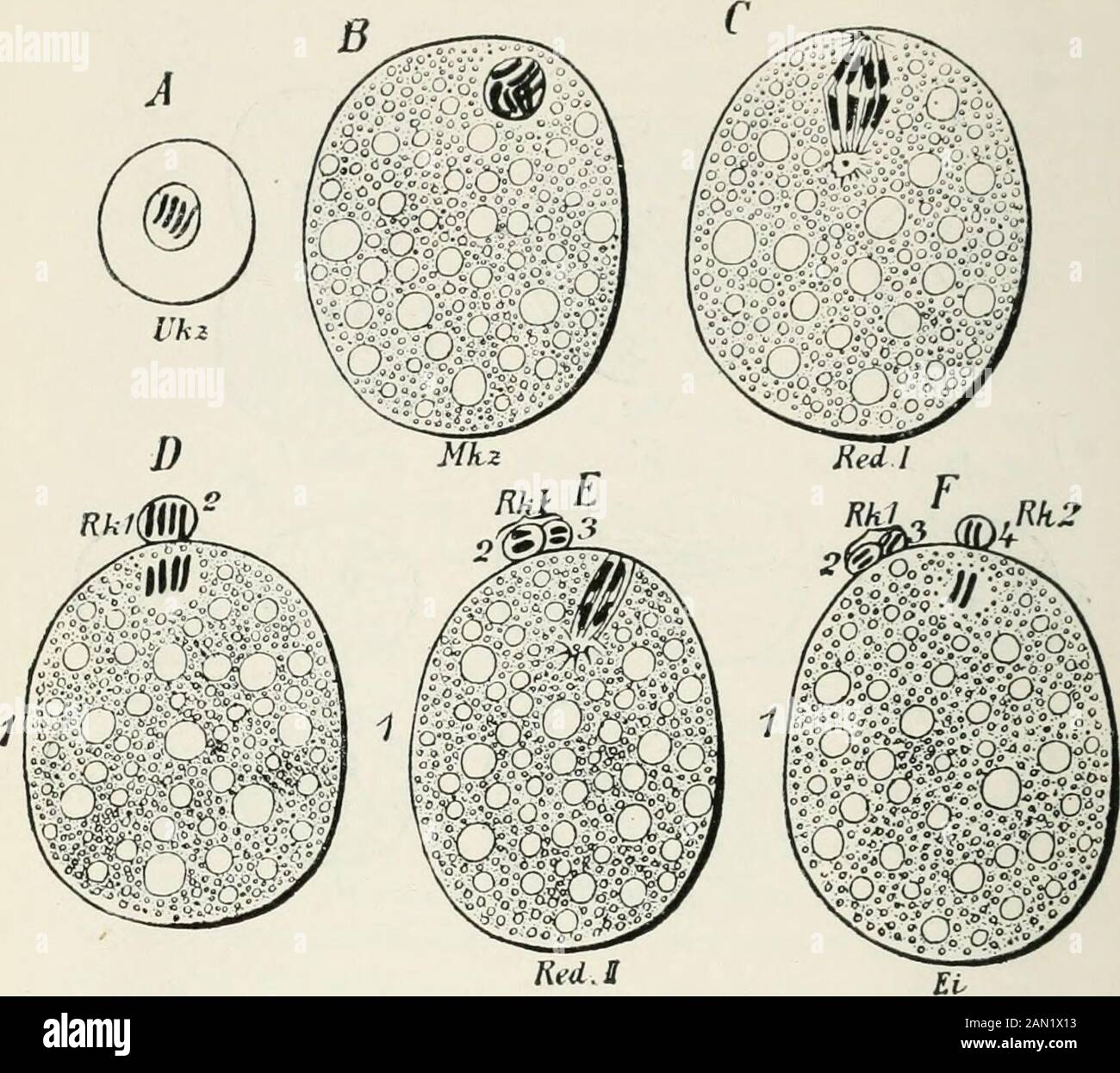Spermatocytes ii Banque de photographies et d’images à haute résolution ...