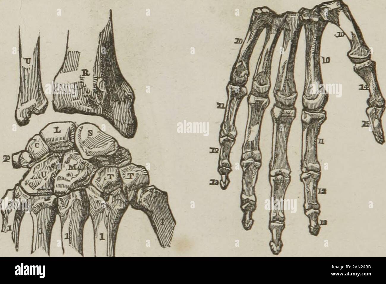 Processus styloïde de l'ulna Banque de photographies et d’images à ...