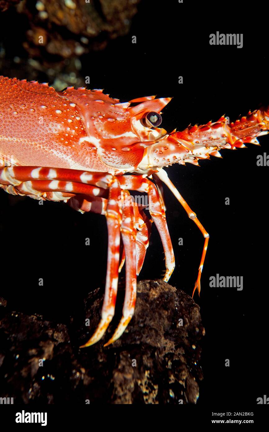 Langouste naturelle Banque de photographies et d’images à haute ...