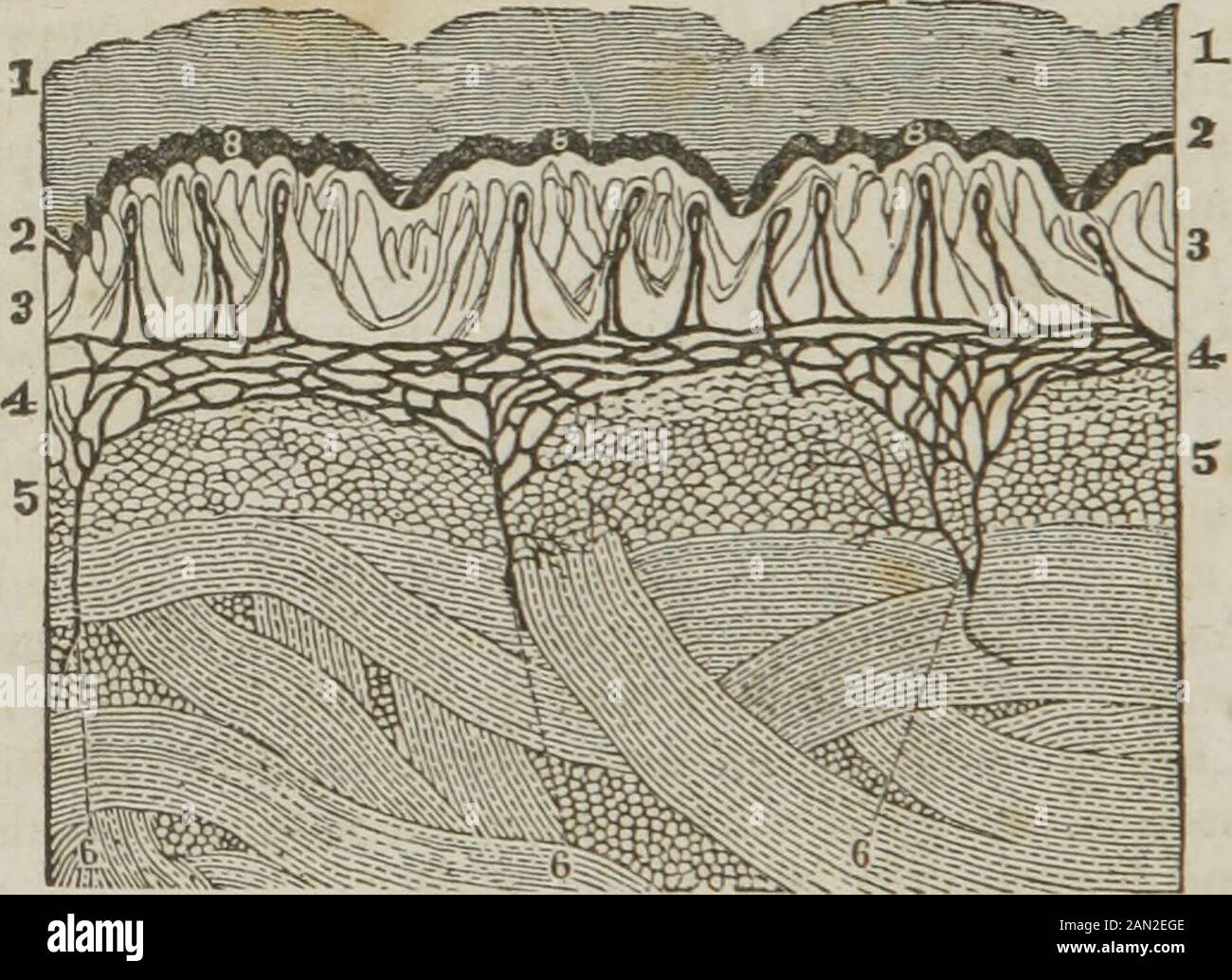 Papillary layer Banque de photographies et d’images à haute résolution ...