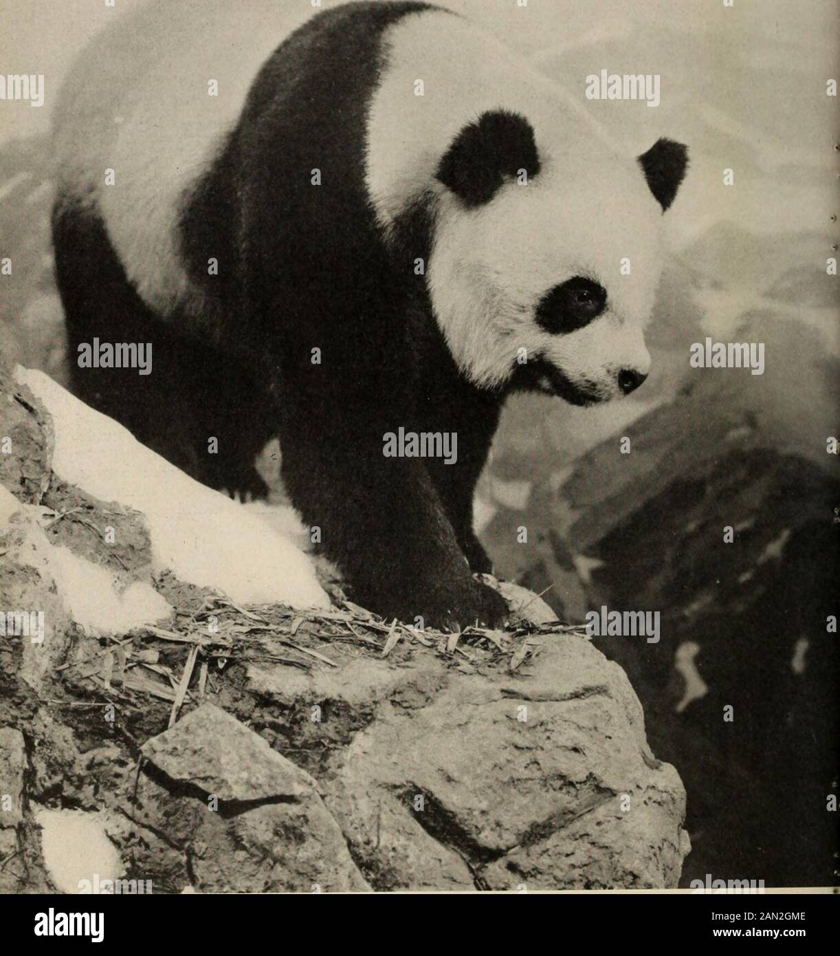 Guide général des salles d'exposition du Musée américain d'Histoire ...