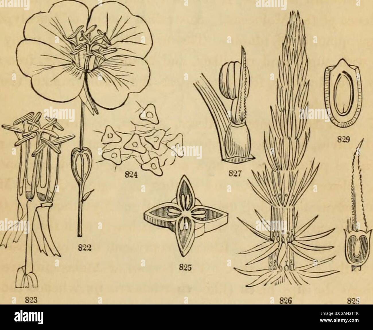Introduction à la botanique structurelle et systématique, et la ...