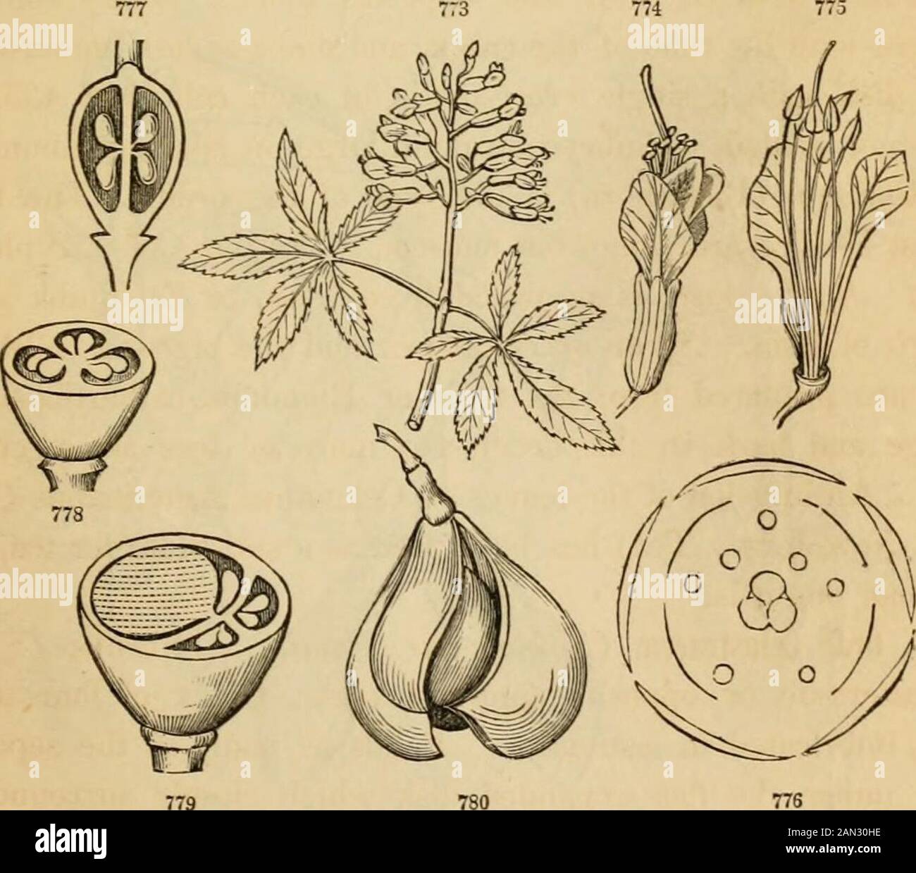 Introduction à la botanique structurelle et systématique, et ...