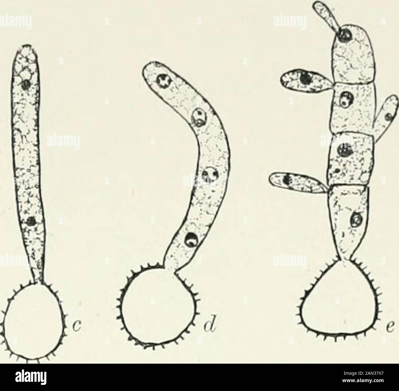 Basidium Banque de photographies et d’images à haute résolution - Alamy