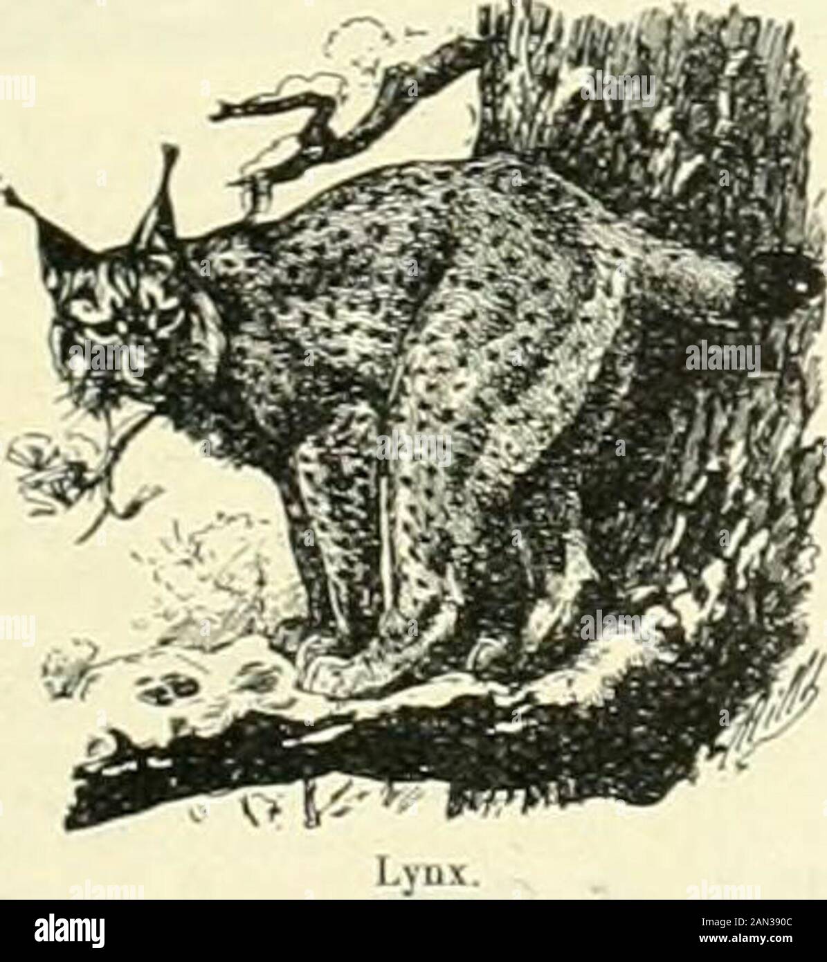 Loup cervier Banque de photographies et d’images à haute résolution - Alamy