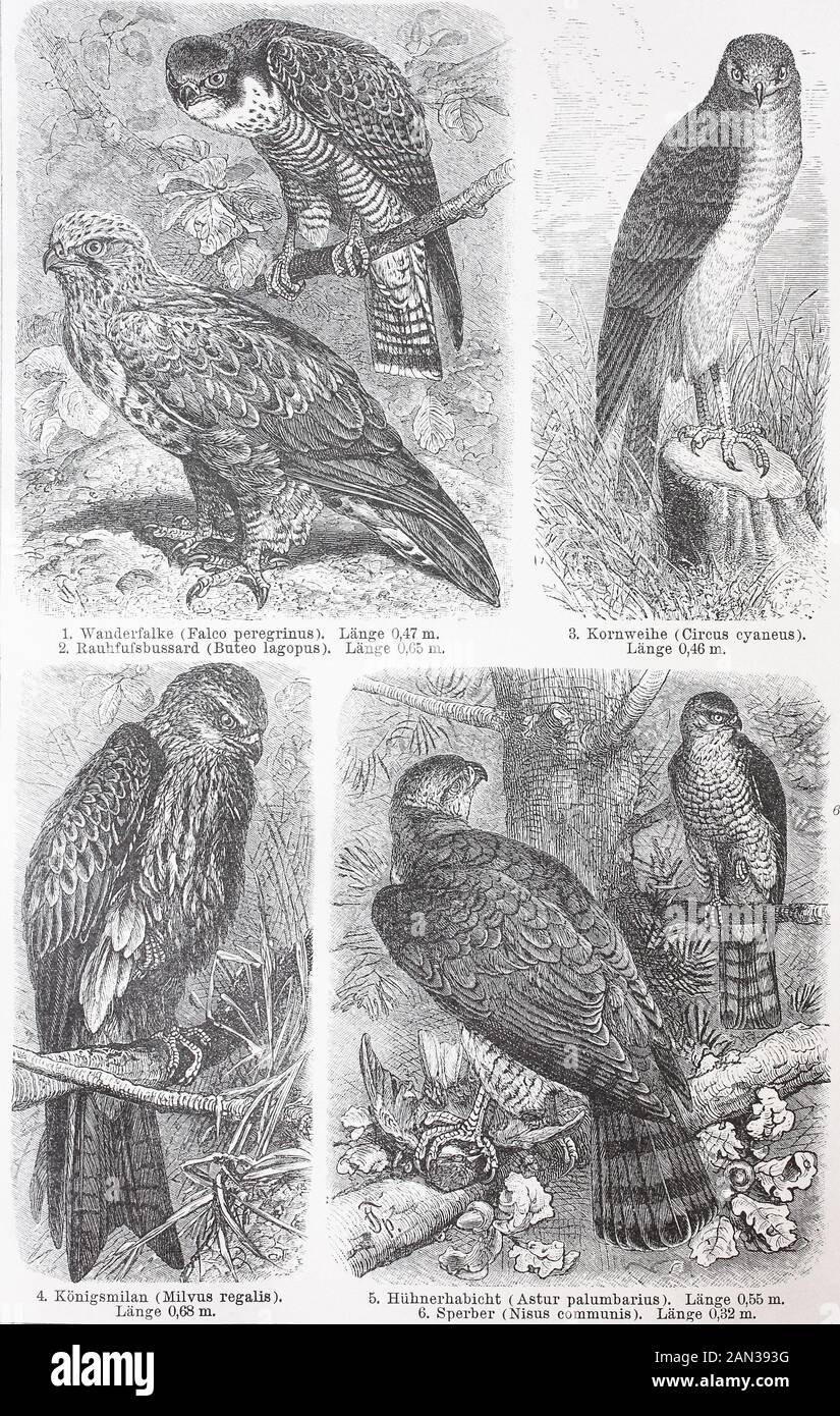 Divers Falcons, oiseaux de proie du genre Falco, qui comprend environ ...