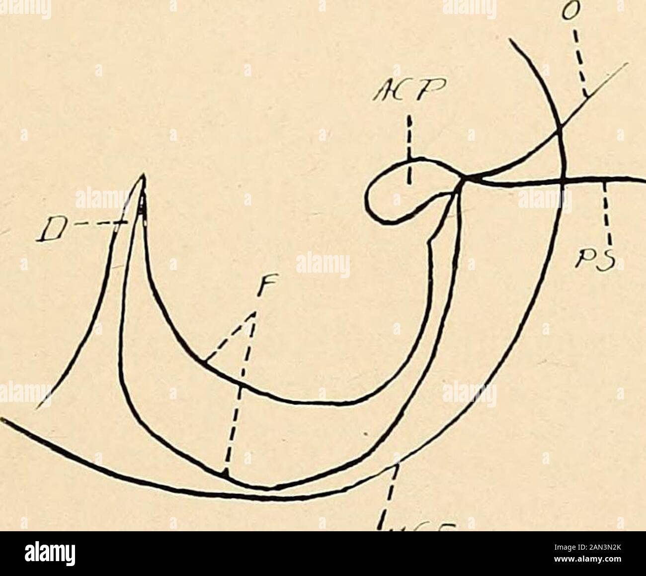 Sinus sphénoïdal Banque d'image et photos - Alamy