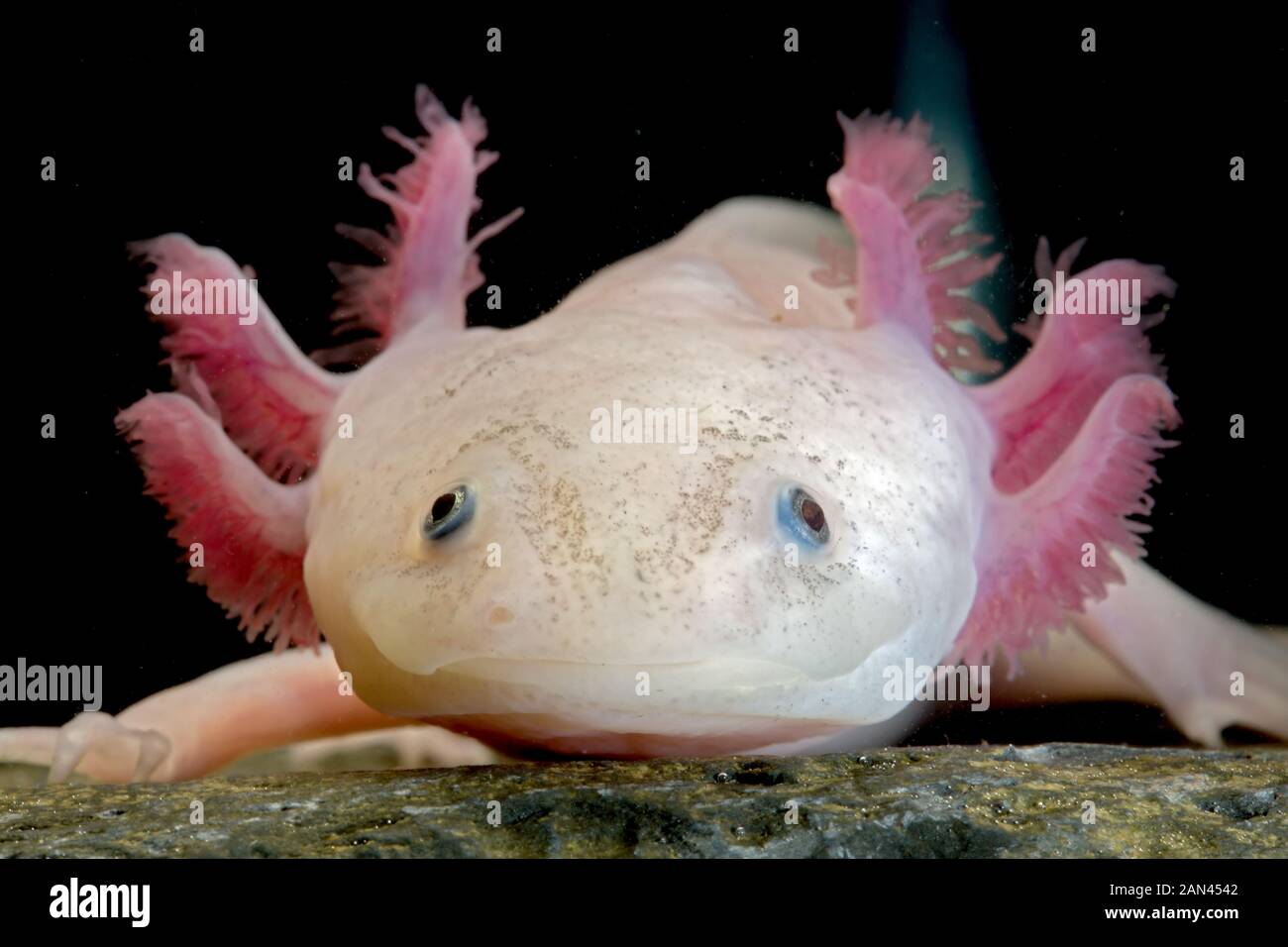 Ambystoma Mexicanum Axolotl Banque d'image et photos - Alamy