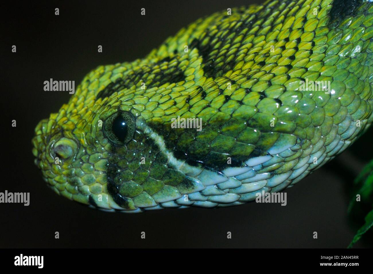 Ethiopian viper bitis parviocula Banque de photographies et d’images à ...